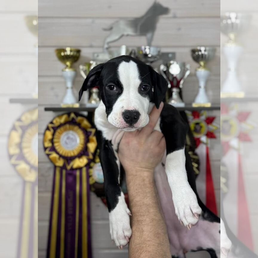 Американский стаффордширский терьер, щенок