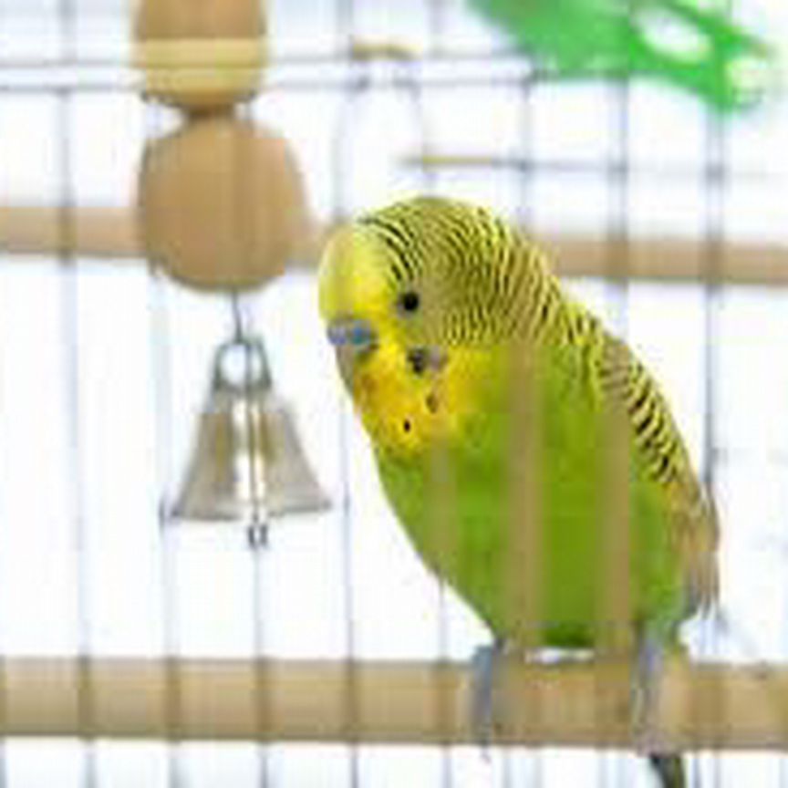 Волнистый попугай