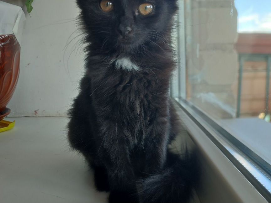 Котенок девочка 3 месяца