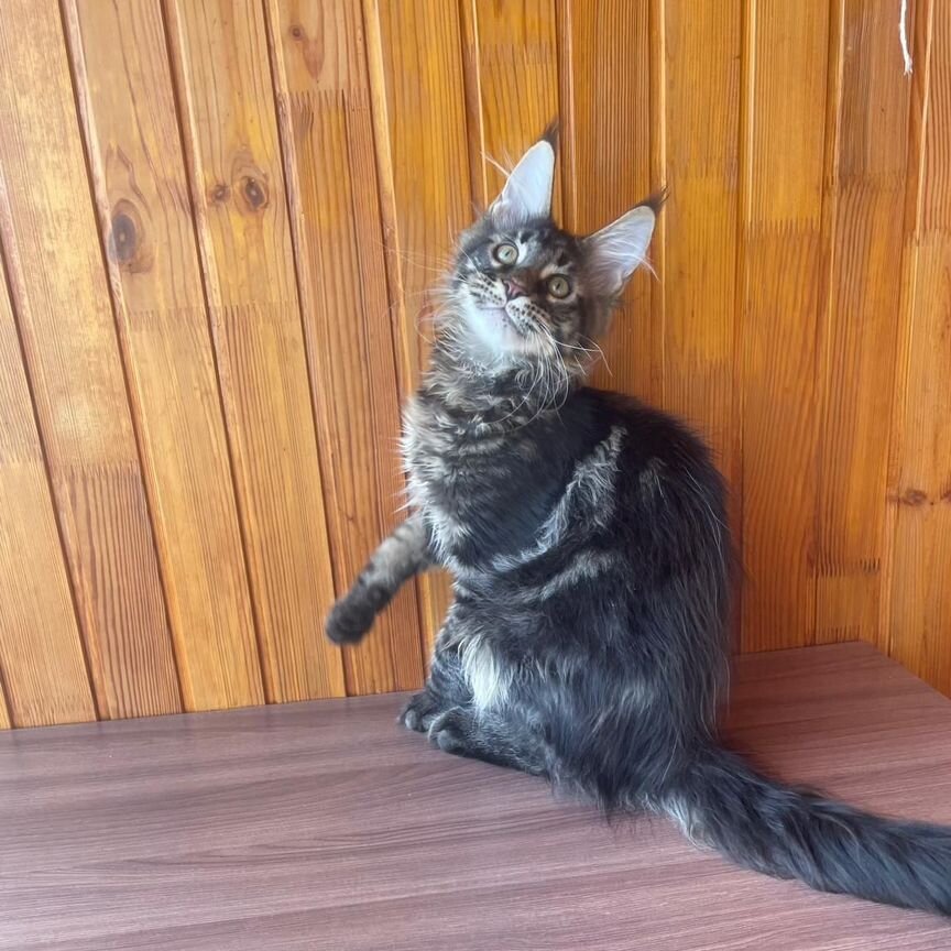 Котята мейн-кун