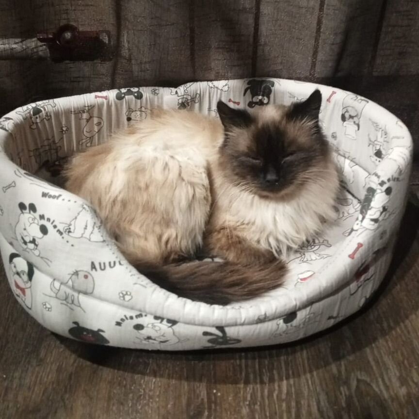 Взрослый кот в добрые руки