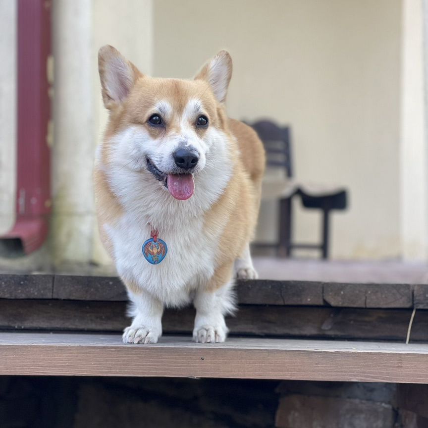 Вельш-корги пемброк кобель вязка