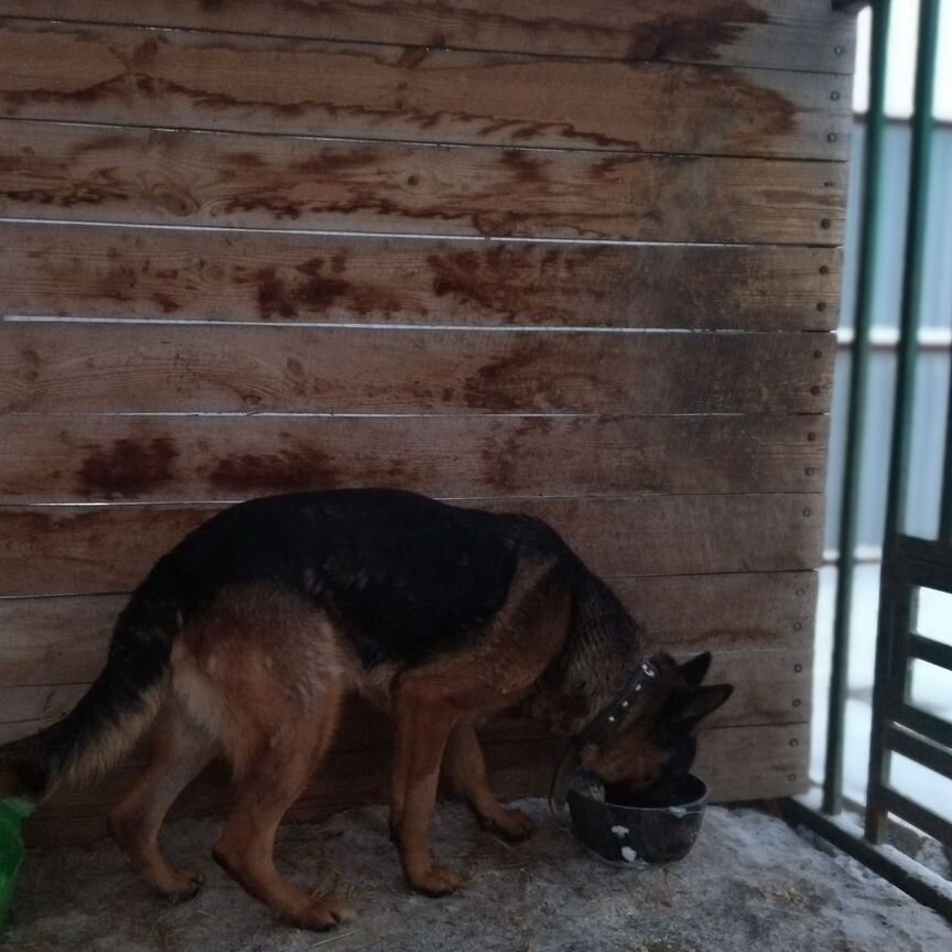 Отдам бесплатно собаку