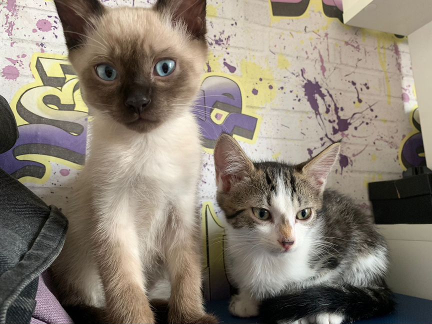 Отдадим в добрые руки