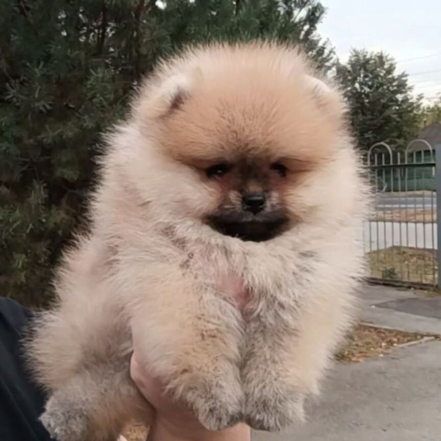 Померанский шпиц