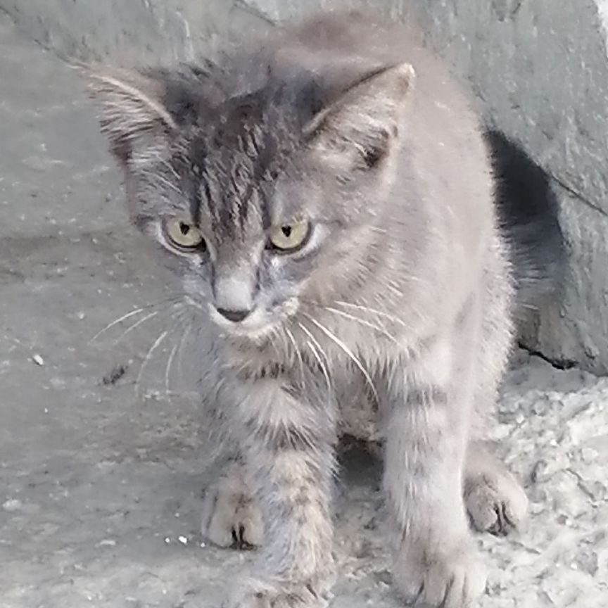 Котенок 2 мес. В дар