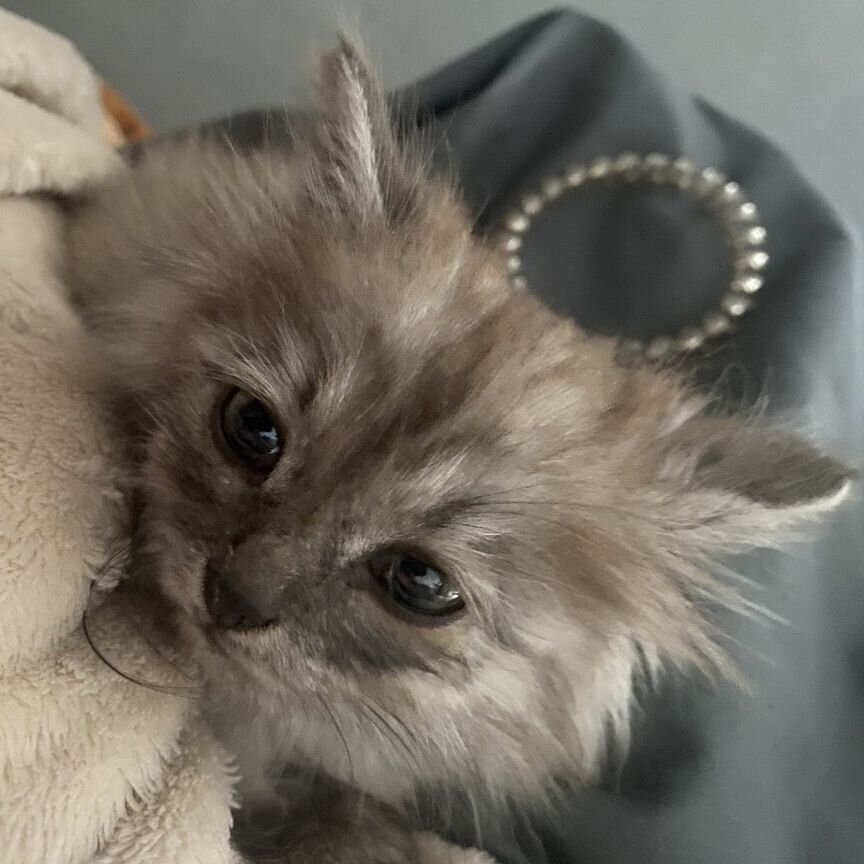 Котенок мальчик бесплатно