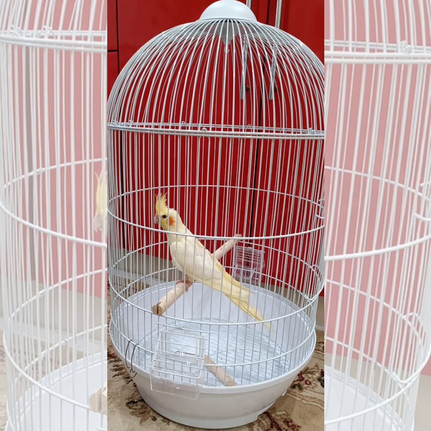 Попугай с клеткой Новой
