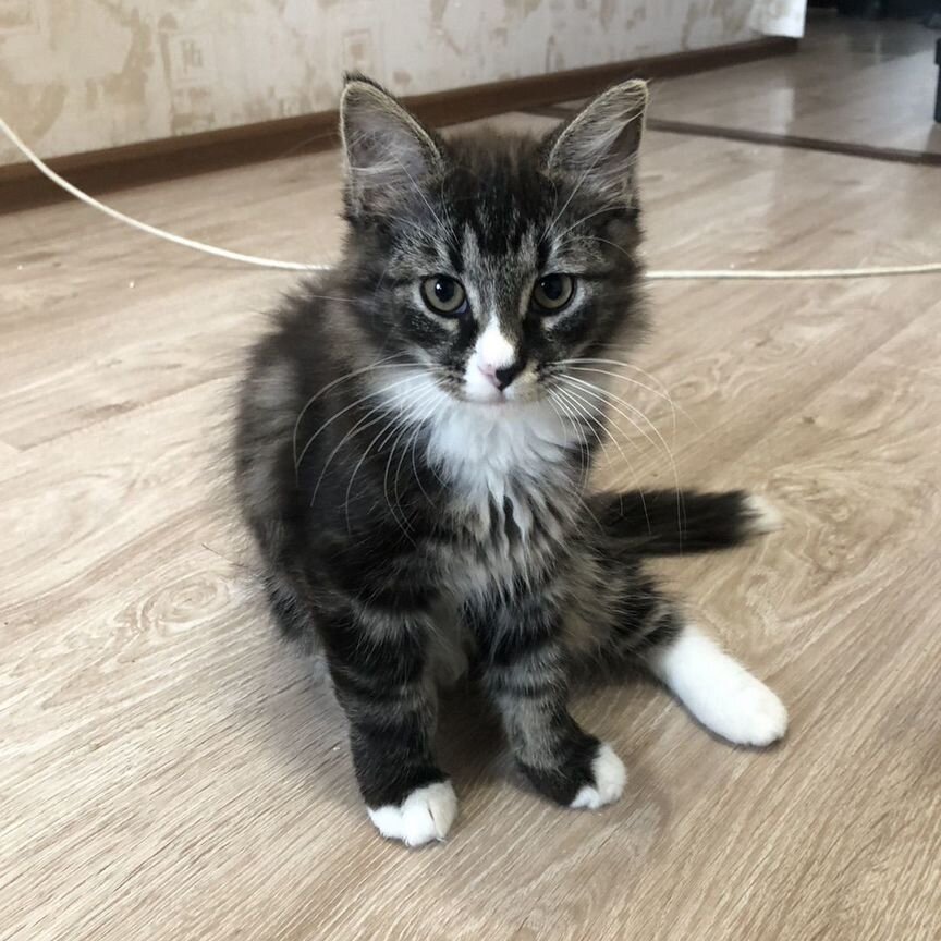 Котёнок девочка 3мес
