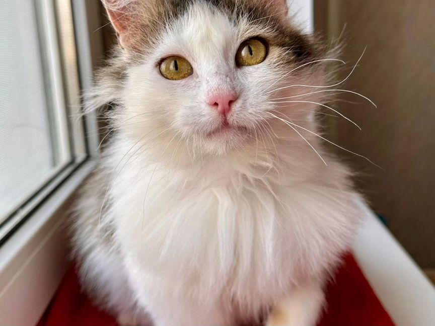 Кошка Булочка одной в семью