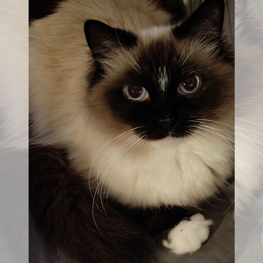 Кот
