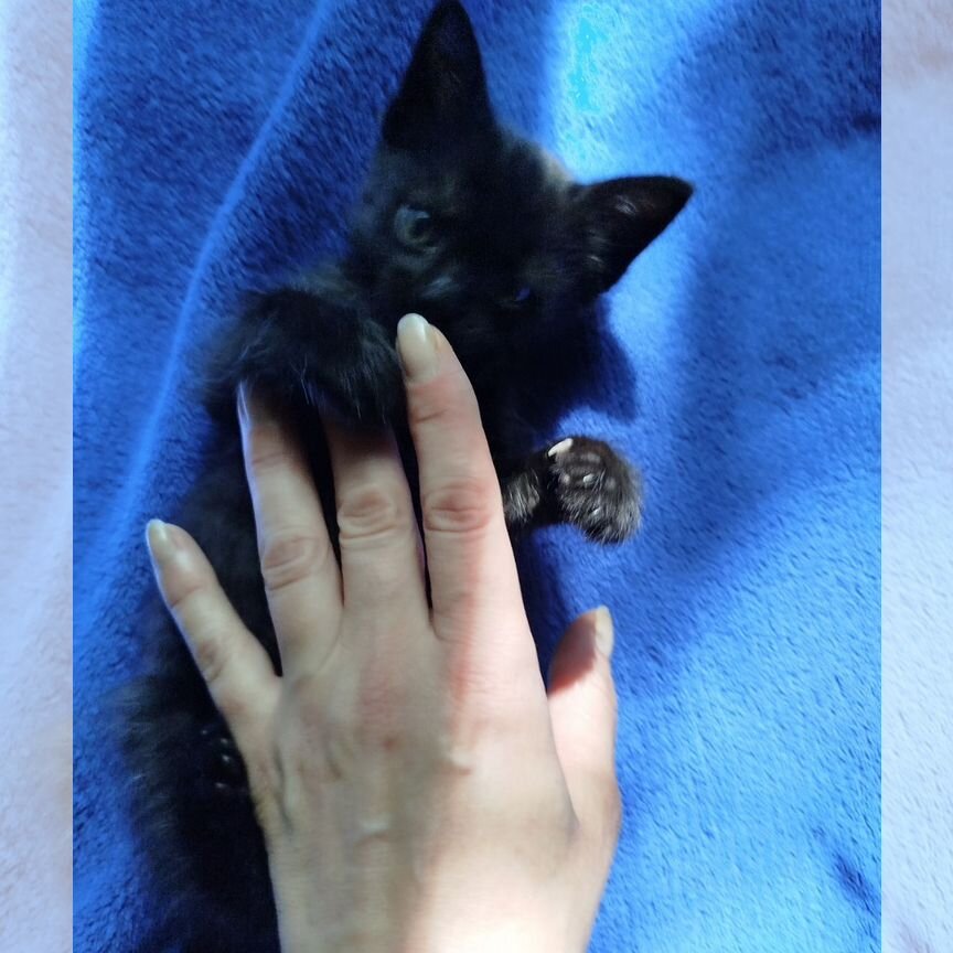 Котята в добрые руки бесплатно мальчик