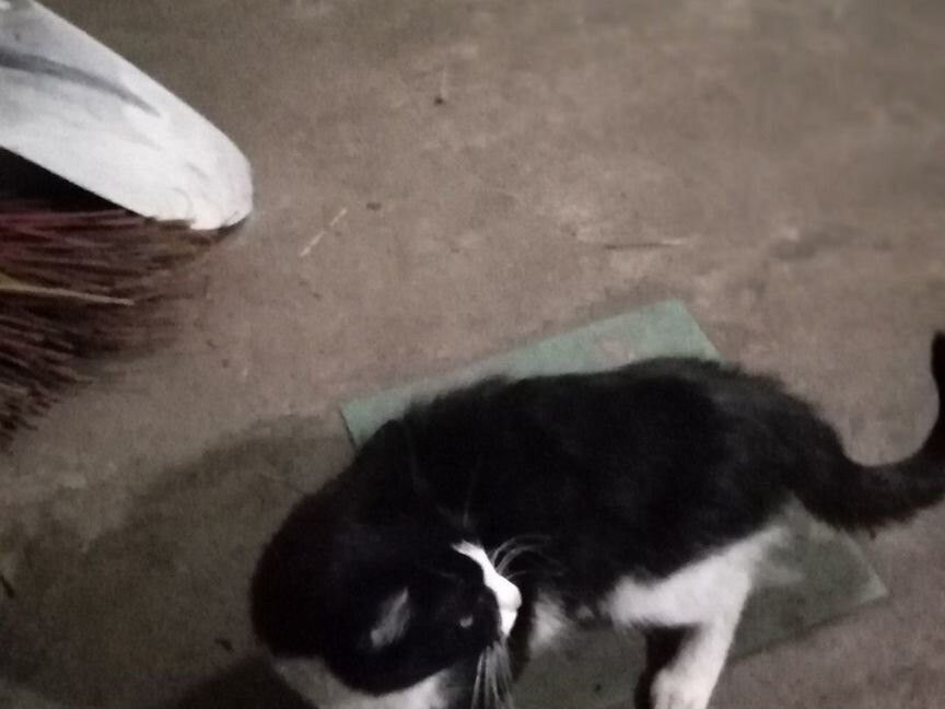 Бася - прехорошенькая барышня