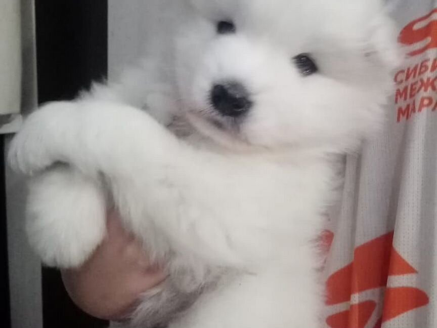 Самоедская лайка щенки