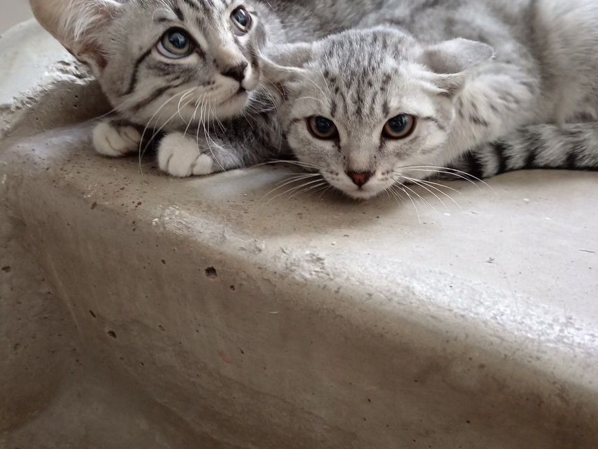 Котята в добрые руки бесплатно