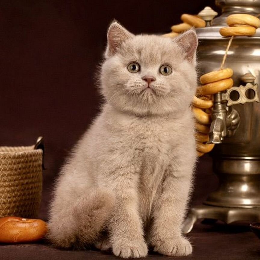 Британский короткошёрстный котёнок