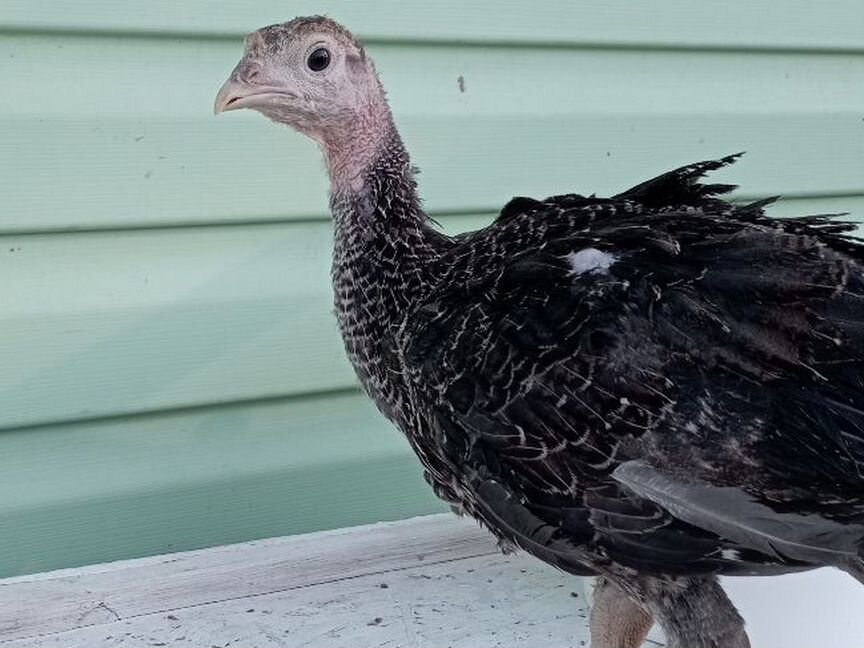 Индюшата подрощенные