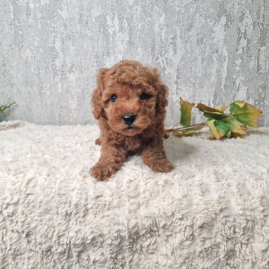 Мальчик той-пуделя (можно с родословной)