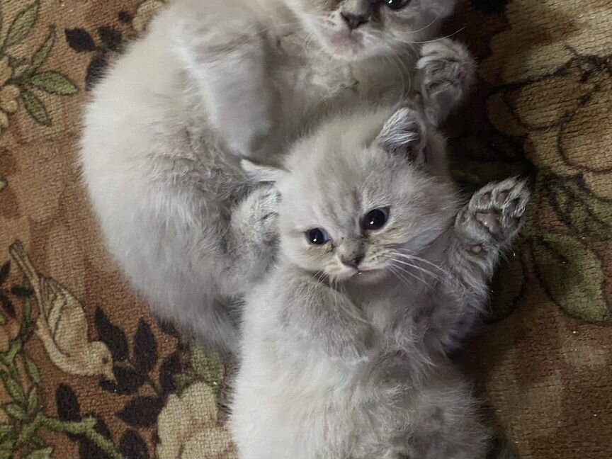 Шотладские прямоухие котята