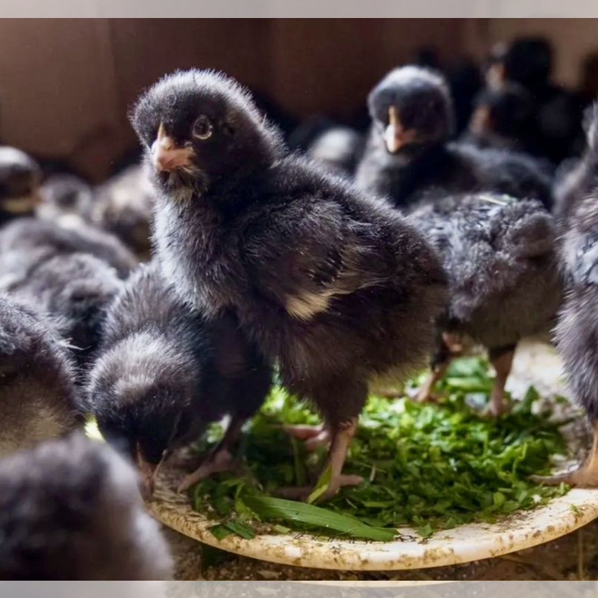 Цыпленок несушка доминант