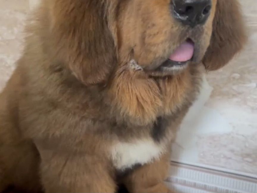 Тибетский мастиф