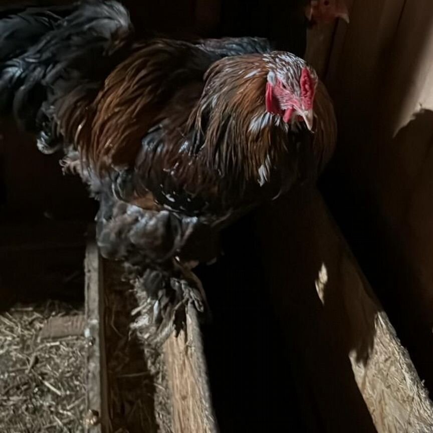 Петухи породы брама