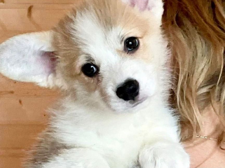 Великолепные Вельш Корги Пемброк