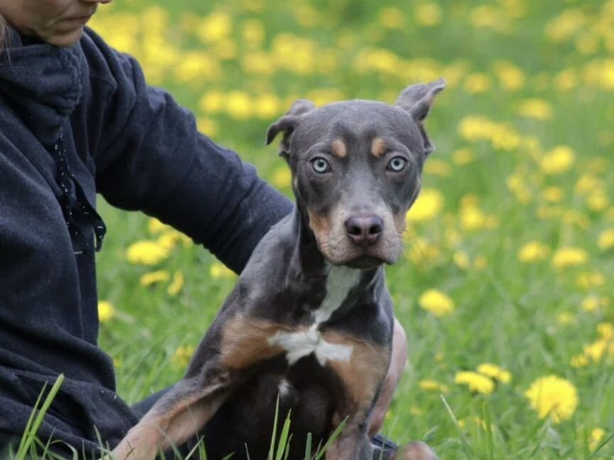 Прайтер голубой триколор