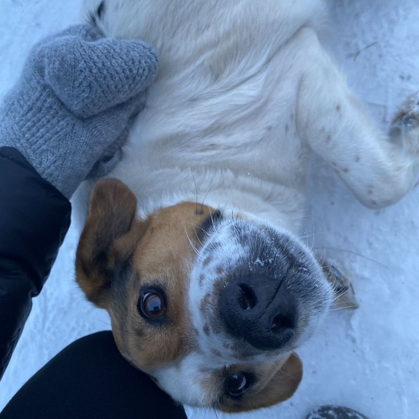 Взрослая собака в добрые руки