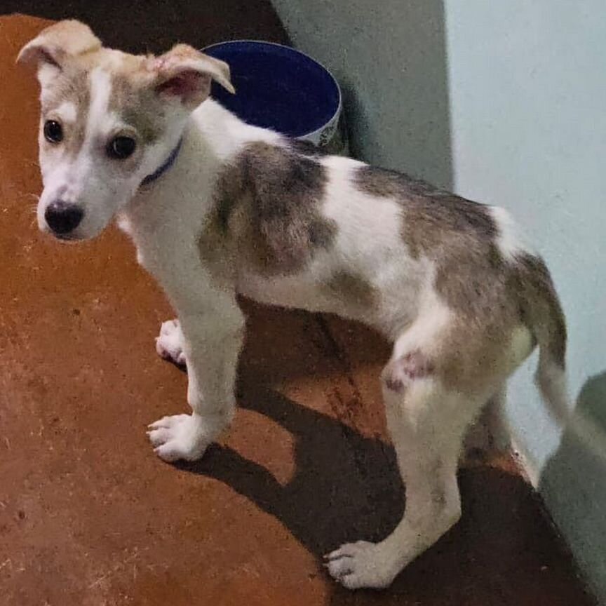 Малышу нужен дом