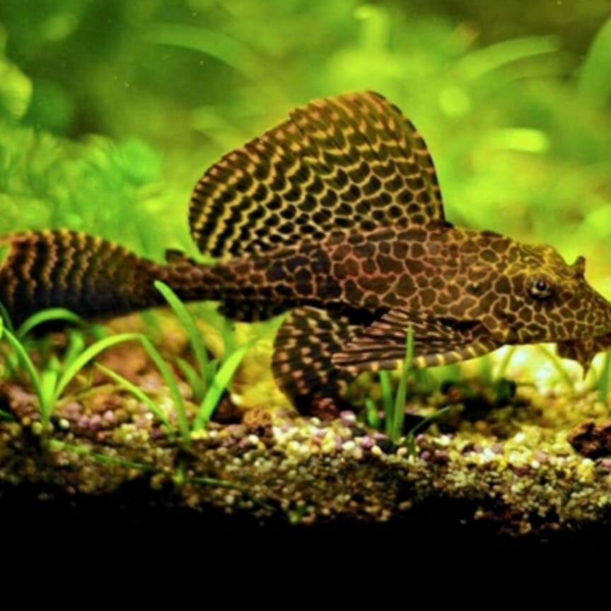 Сом взрослый большой