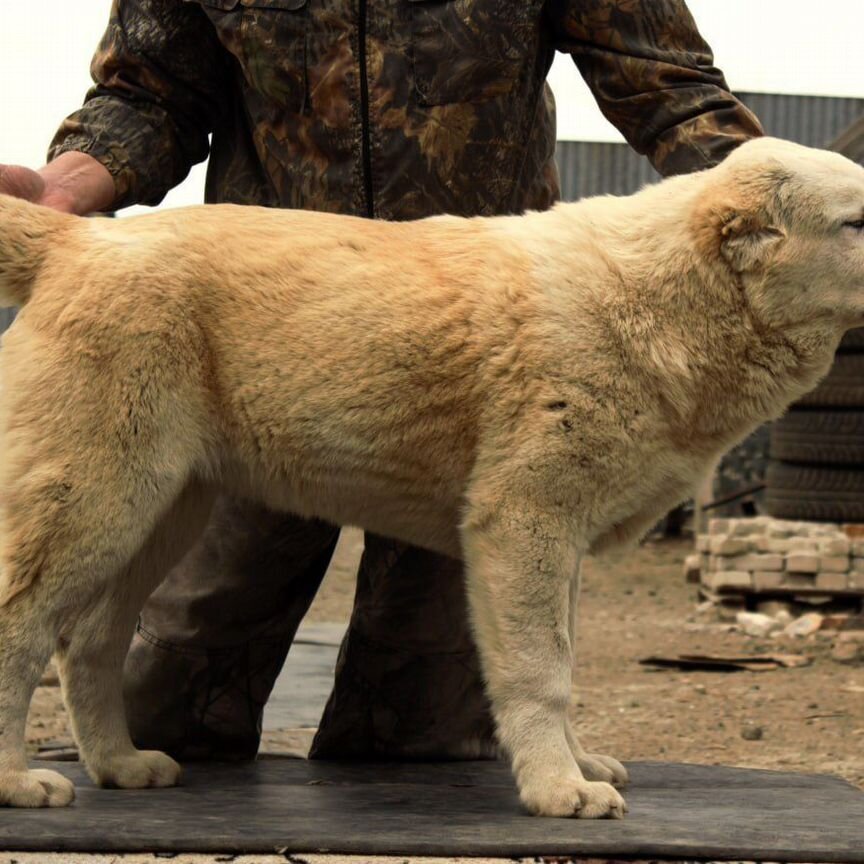 Щенки Алабая