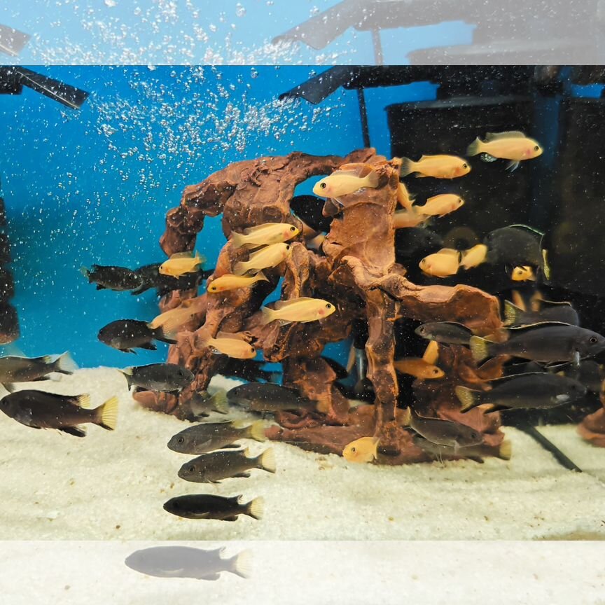 Малавийские цихлиды