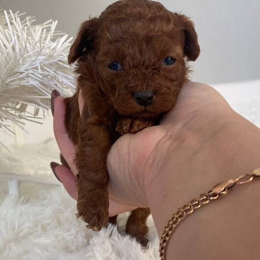 Той-пудель, щенок