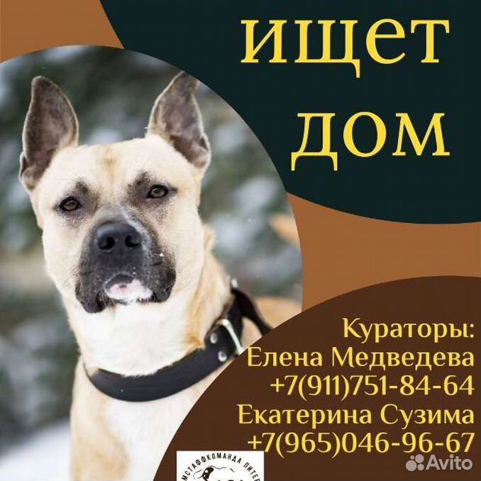 Атос ищет дом