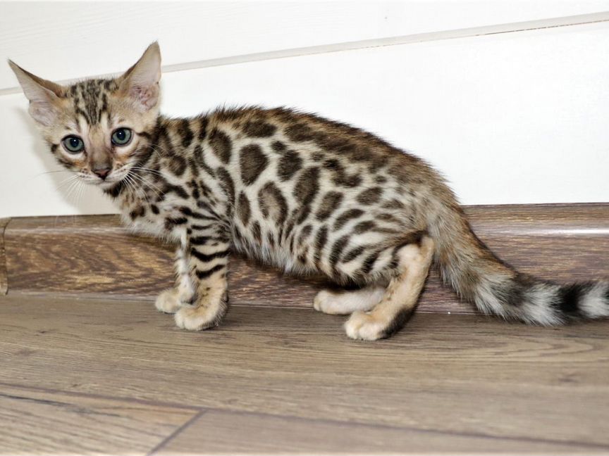 Бенгальские мальчики и девочки