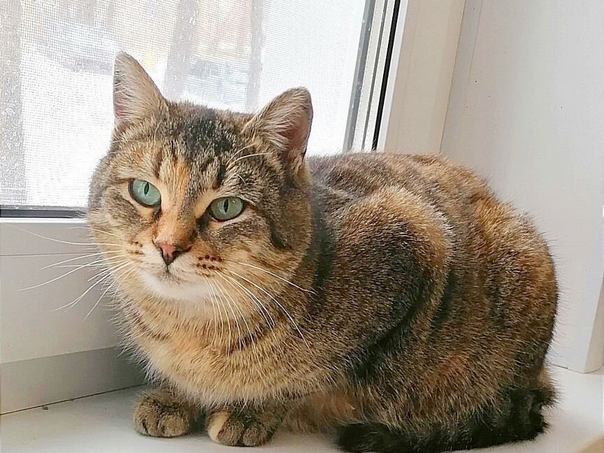 Шикарная киска