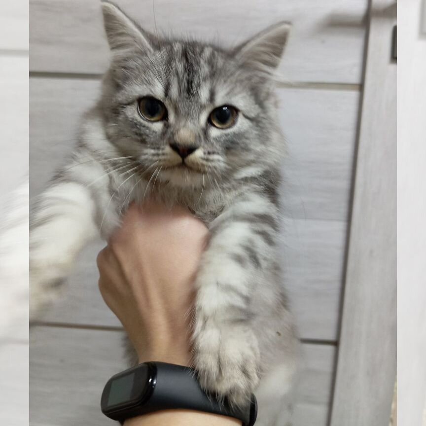 Котенок от мышеловки
