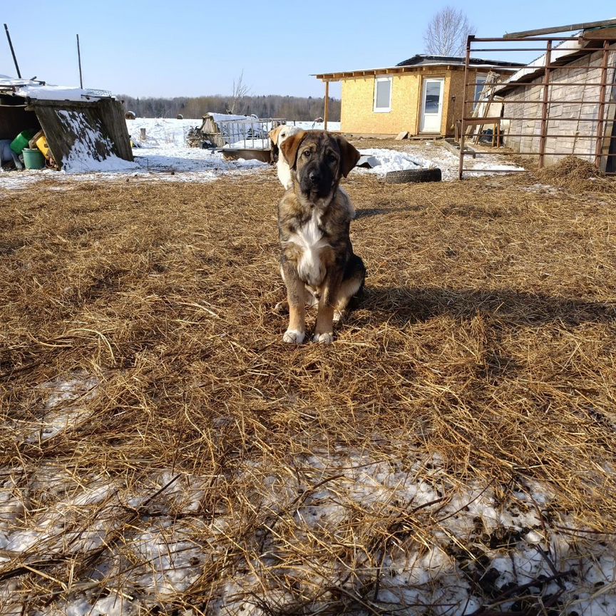 Щенки