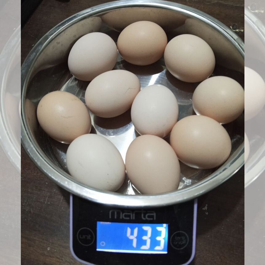 Инкубационное яйцо бройлера