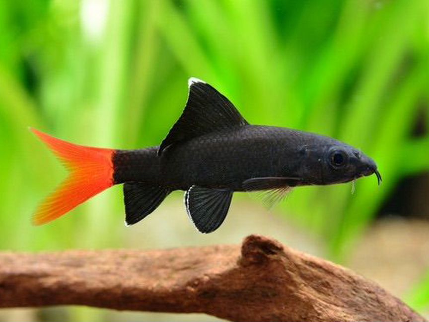 Лабео двухцветный