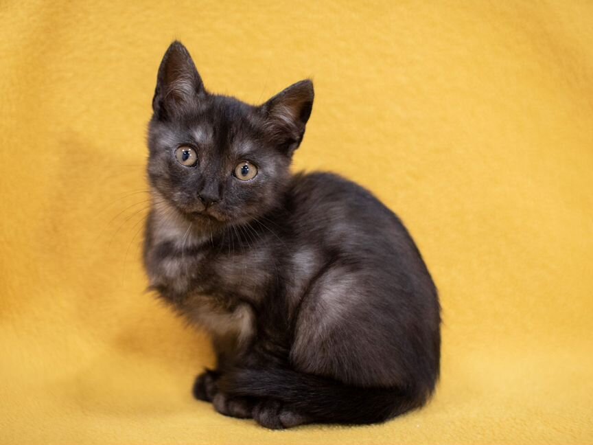 Котенок необычный окрас