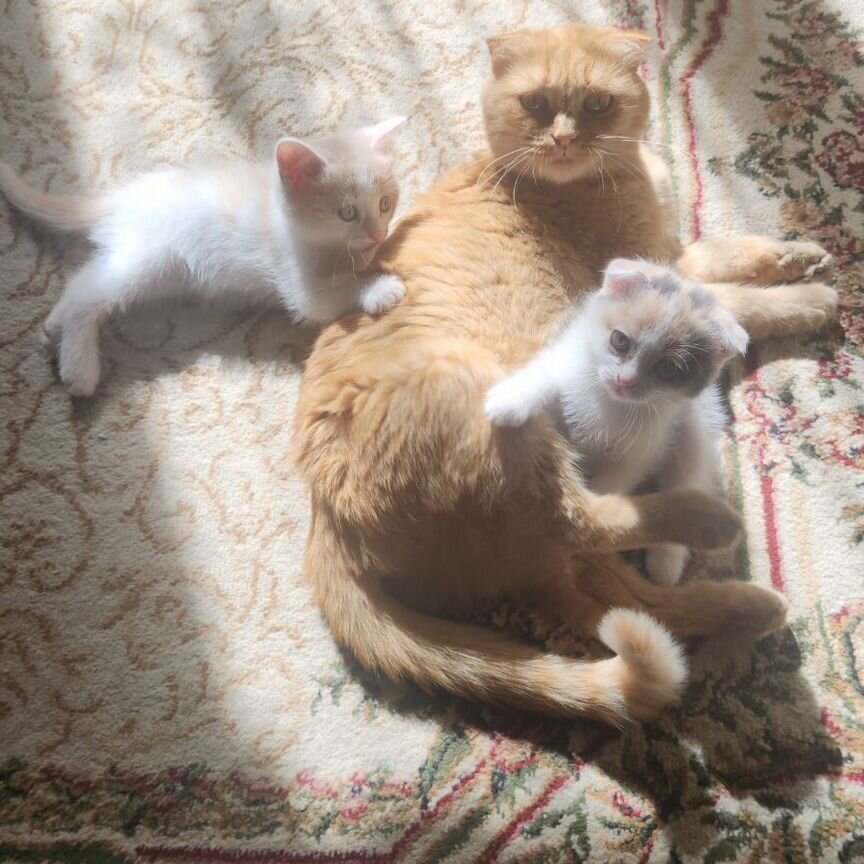 Шотландский вислоухий короткошёрстный котёнок