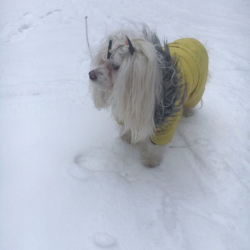 Комбинезон для маленьких собачек