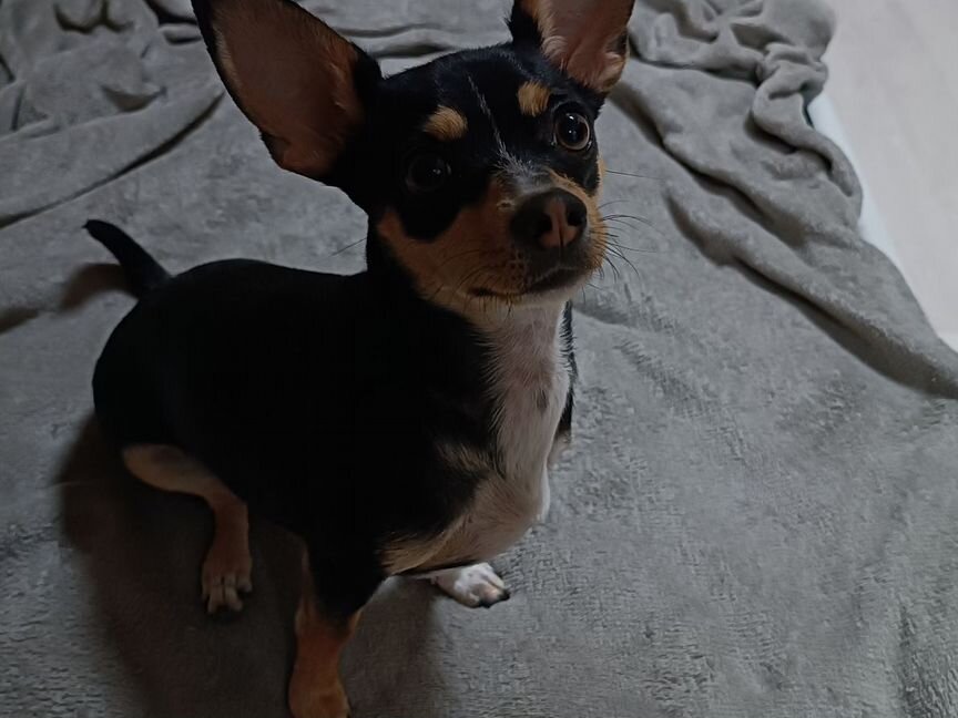 Отдам собаку в добрые руки