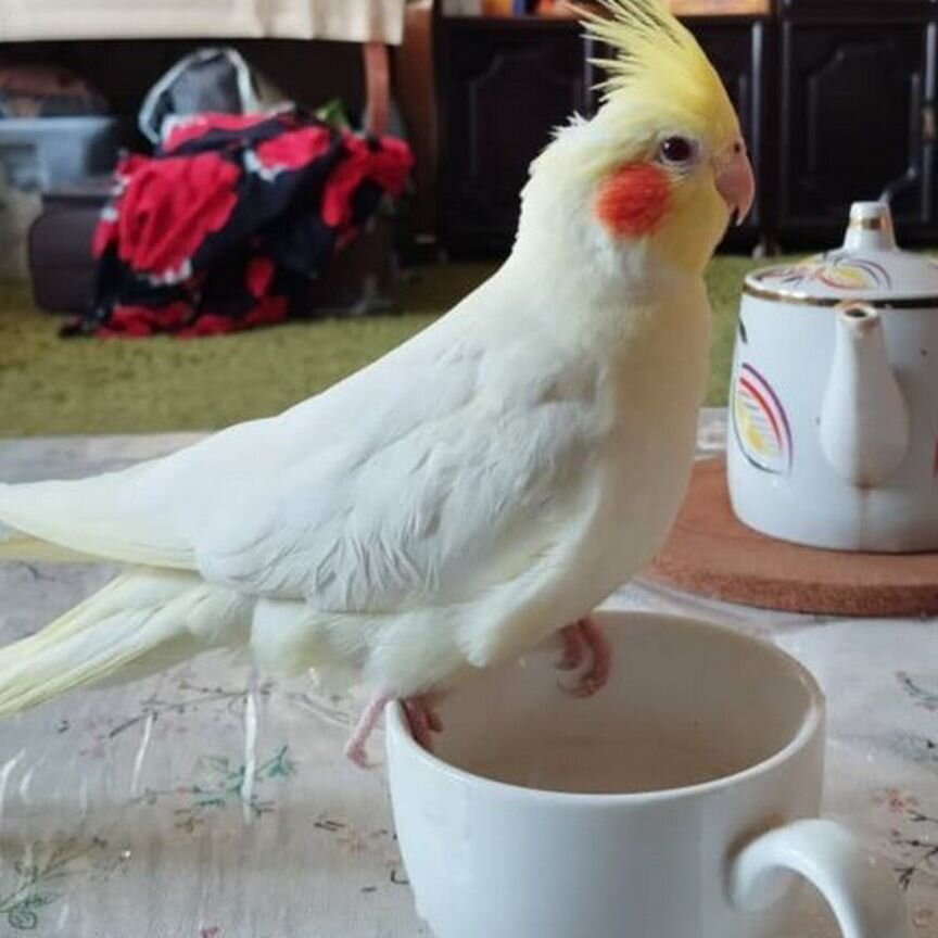 Попугай корелла с клеткой