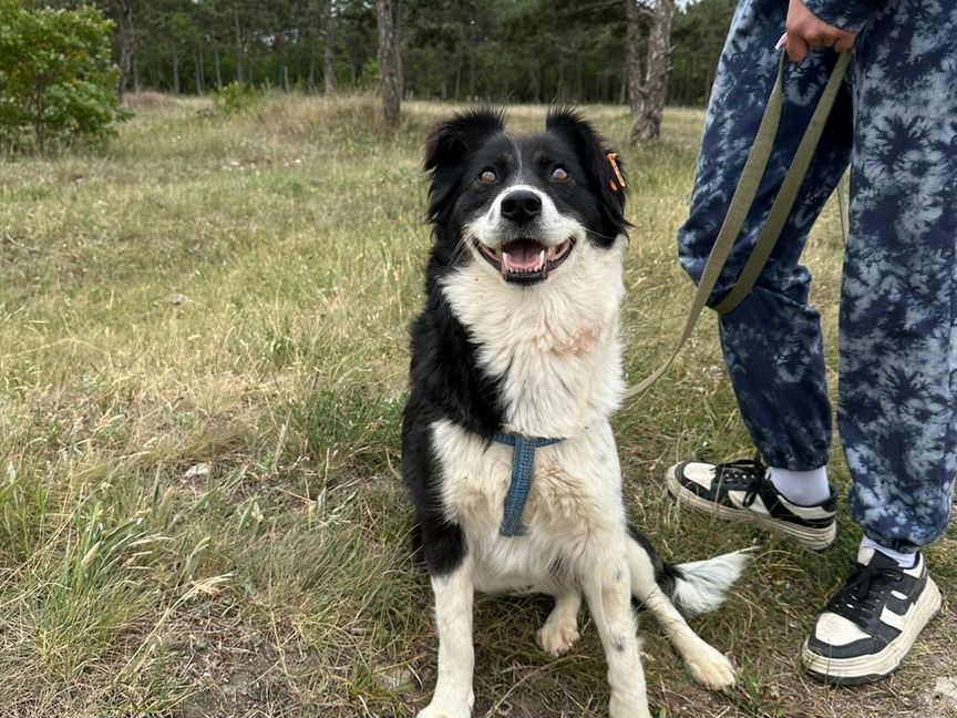 Шикарная Мона в добрые руки