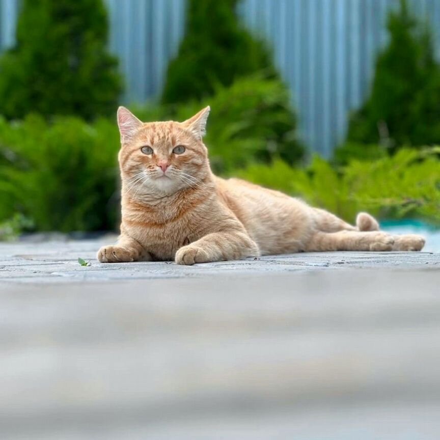 Кот вася