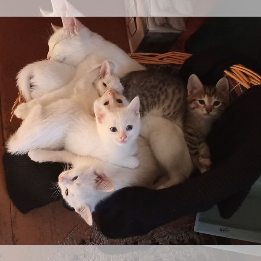 Отдаём в добрые руки милых игривых котят