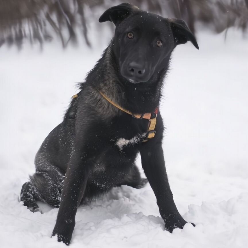 Щенок в добрые руки